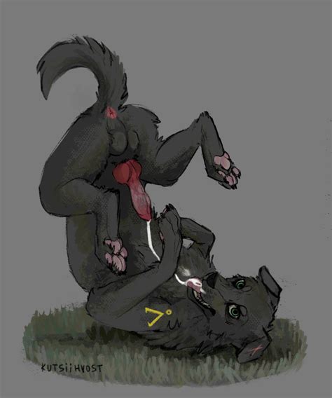 Rule 34 Animal Genitalia Animal Penis Anus Balls Bird Dog Canid