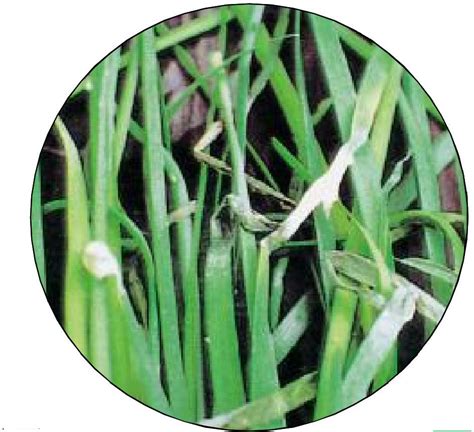 韭菜疫病 绿色食品蔬菜病虫害防治 图片