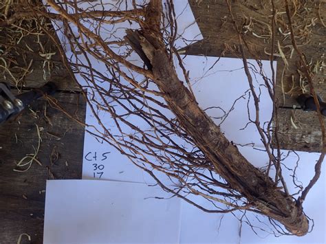 Tree Roots Cut Or Break Northern Tree Care