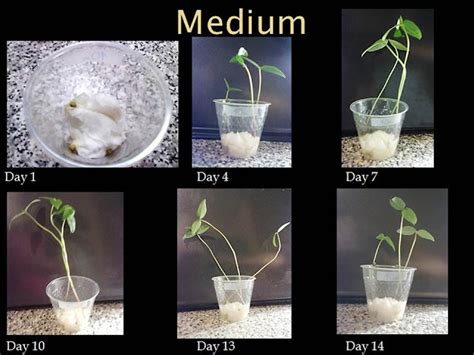 Bitter Sweet Bean Plant Experiment Presentation SBI U