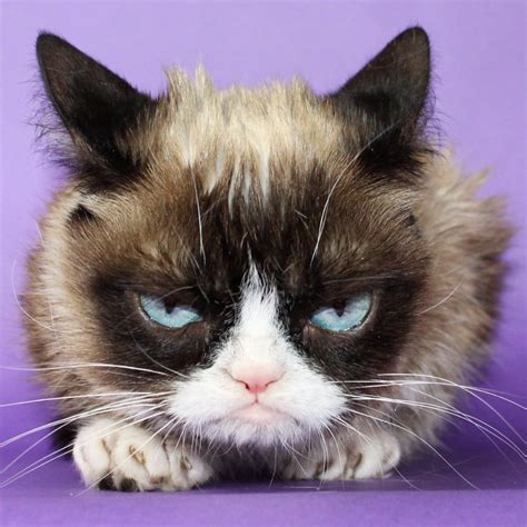 Создать мем кот с недовольной мордой котик недовольный Real Grumpy Cat Картинки Meme