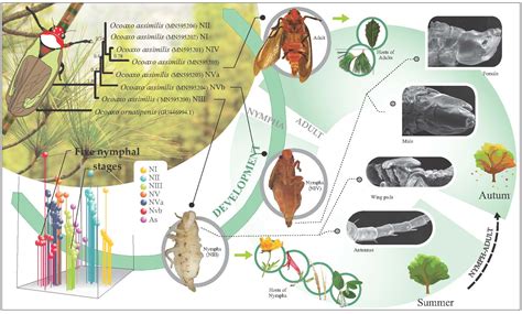 Biology And Life Stages Of Pine Spittle Bug Ocoaxo Assimilis Walker