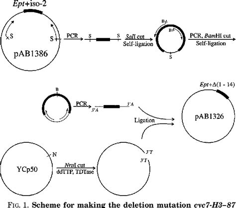 Figure 1 From Sequence Requirements For Mitochondrial Import Of Yeast