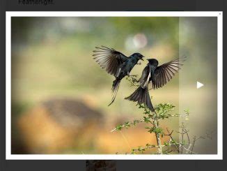 Simple Jquery Grid Layout Image Gallery With Basic Lightbox Codehim