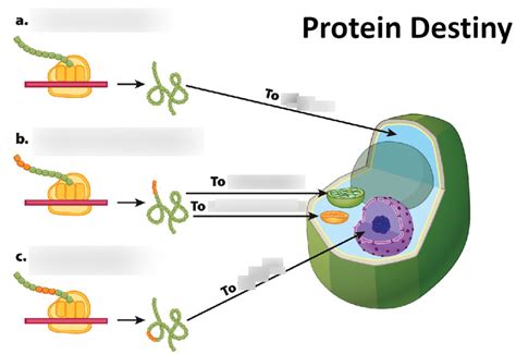 Diagram Of Biol 123 Protein Destiny Diagram Quizlet