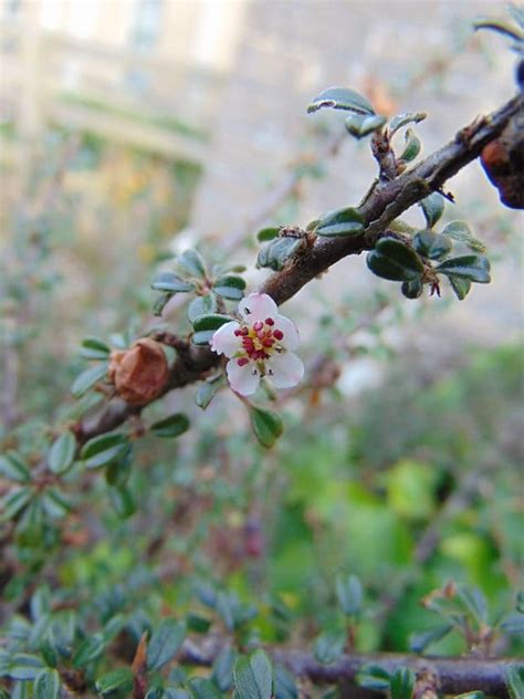 Cotoneaster Identification Pba Solutions