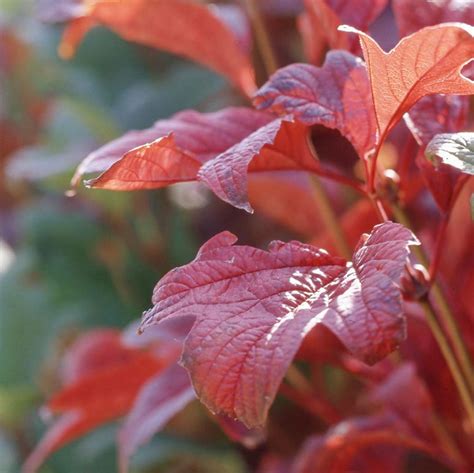 19 Gorgeous Fiery Fall Trees And Shrubs 19 Gorgeous Fiery Fall Trees And Shrubs