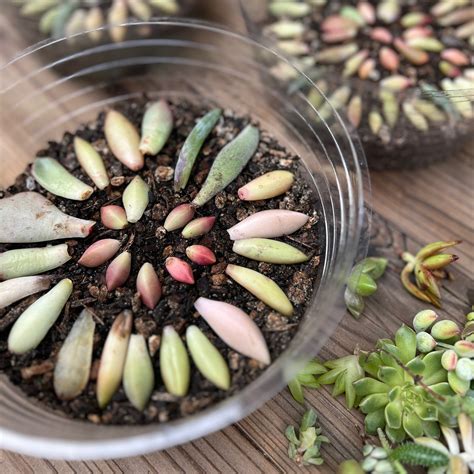 Succulent Leaves Propagation Kit Succulent Favors And Plant Ts By