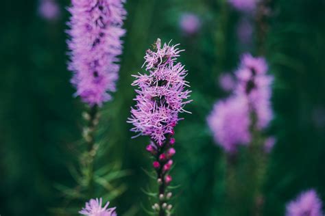 Liatris Spicata 경치 꽃 꽃무늬 꽃을 닫습니다 꽃이 만개한 꽃잎 녹색 배경 다년생 리아 트리스