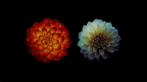 Interpretable Machine Learning For Image Classification With Lime By Cristian Arteaga Tds