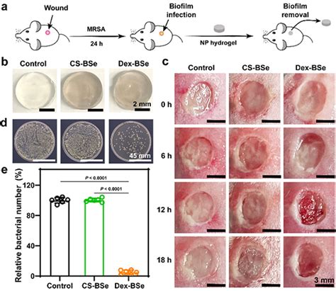 北化徐福建 赵娜娜教授团队 Nat Commun ：靶向胞外聚合物基质的janus纳米颗粒用于灵活清除耐药细菌生物膜 中国聚合物网科教新闻
