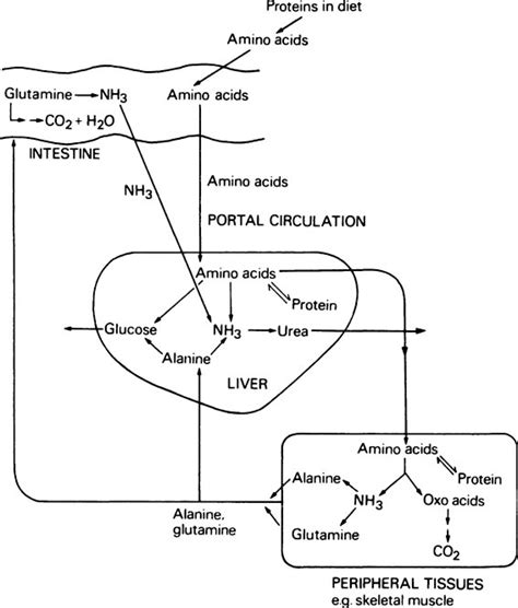 The Metabolism Of Proteins And Amino Acids Pocket Dentistry