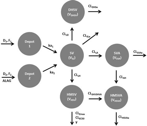 Structure Of The Joint Model For Simvastatin Sv Simvastatin Acid Download Scientific Diagram