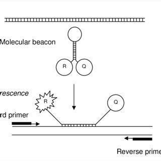 PDF PCR Based Methods For Mutation Detection