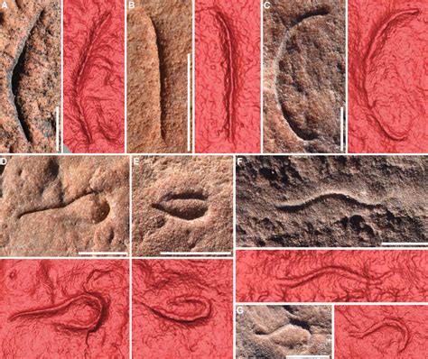 Ediacaran Nematode Like Worm Fossils Unearthed In Australia Sci News