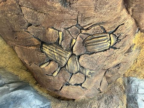 Photos A Close Up Look At The Immersive Queue Of Its Tough To Be A Bug