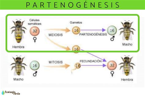 Parthenogenesis What Is And Examples Evidence Network