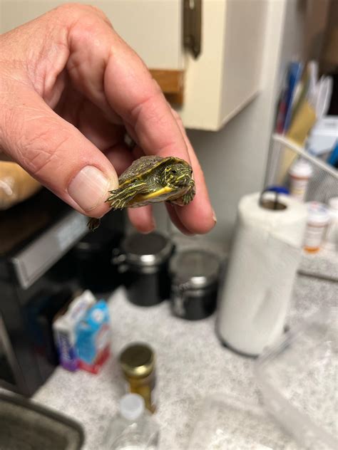 Little Guy Rturtle