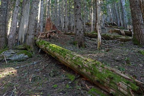 Is Hemlock Good Firewood To Burn Axe Adviser