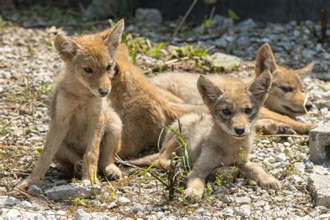 Third Estate Sunday Review Who Doesnt Love Puppies
