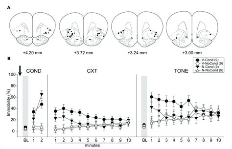 Lateral Ofc Lofc Activation During Fear Conditioning Interfered With
