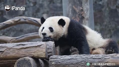 这样也能睡着？！大熊猫解锁新睡姿手机新浪网