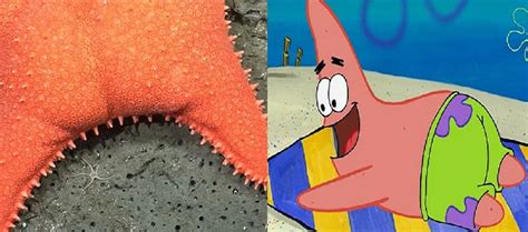 کشف ستاره دریایی شبیه پاتریک با چیزی شبیه به «باسن