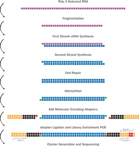 Figure 1 From Molecular Indexing For Improved Rna Seq Analysis