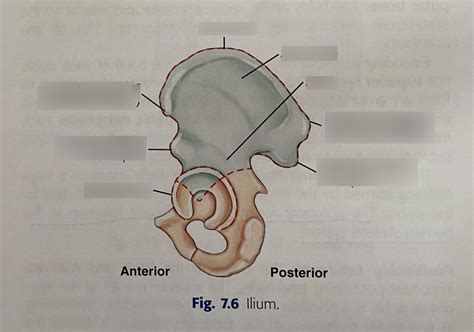 Ilium Diagram Quizlet
