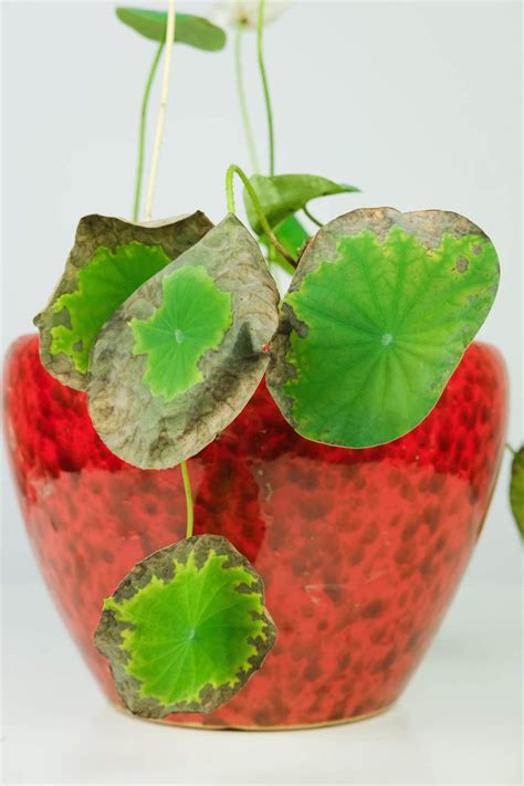 碗莲如何水培 花百科
