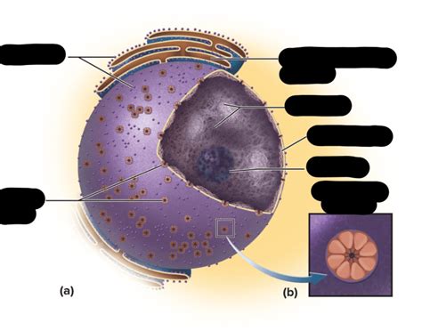 Structure Of A Nucleus Quiz