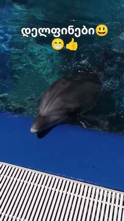 დელფინები 😃😁👍 Youtube