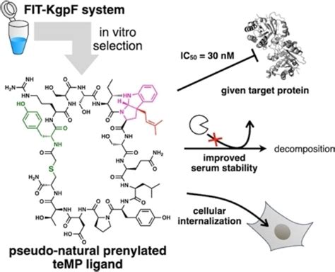 De Novo Discovery Of Pseudo‐natural Prenylated Macrocyclic Peptide Ligands Inoue 2024
