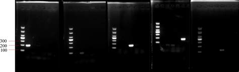 Frontiers Pma Qpcr Method For The Selective Quantitation Of Viable Lactic Acid Bacteria In