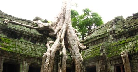 [체험 공정여행 메콩강을 가다] 6 800년간 방치됐던 캄보디아 타프롬 사원