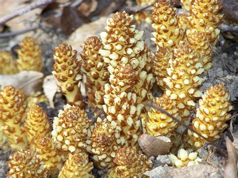 9 000 Ilmaista Drilling Root Causes Of Problem And Luonne Kuvaa Pixabay