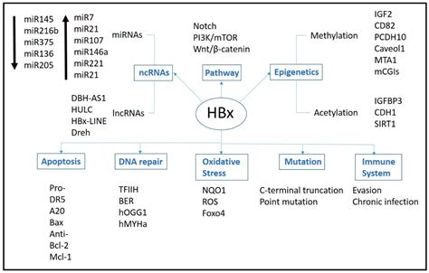 Hepatitis B Virus X Protein And Hepatocarcinogenesis