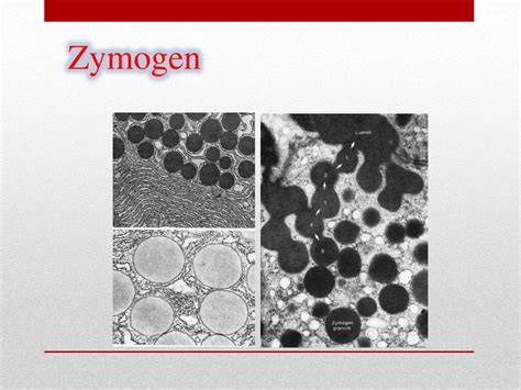 Cell Junctions And Cell Inclusions Ppt Download