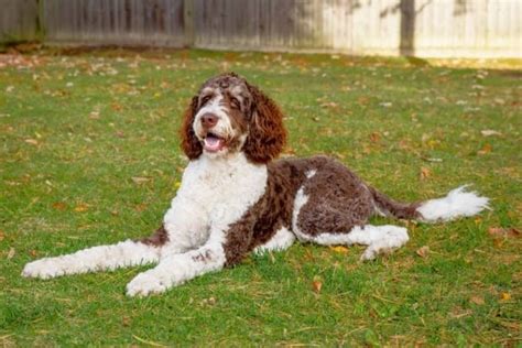 24 Best Goldendoodle Haircuts With Pictures 2025 Updated