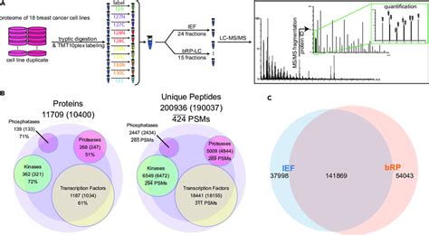 Comprehensive Ms Based Proteomics Analysis Of Breast Cancer Cells A Download Scientific