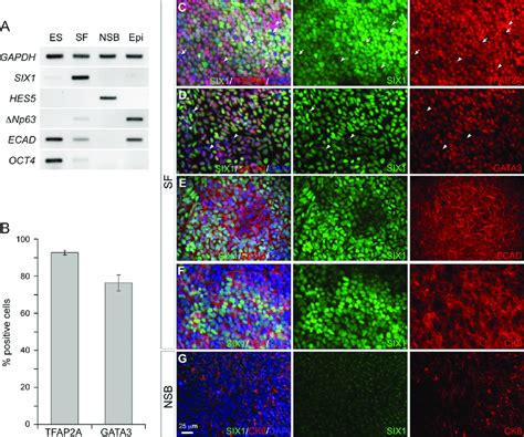 Derivation Of Preplacodal And Non Neural Ectoderm From Human Es Cells Download Scientific
