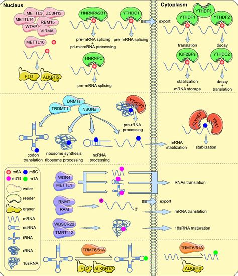 Figure 1 From The Potential Regulatory Role Of Rna Methylation In Ovarian Cancer Semantic Scholar