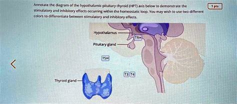 Annotate The Diagram Of The Hypothalamic Pituitary Thyroid Hpt Axis