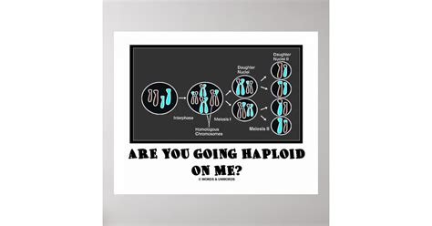 Are You Going Haploid On Me Meiosis Humor Poster Zazzle