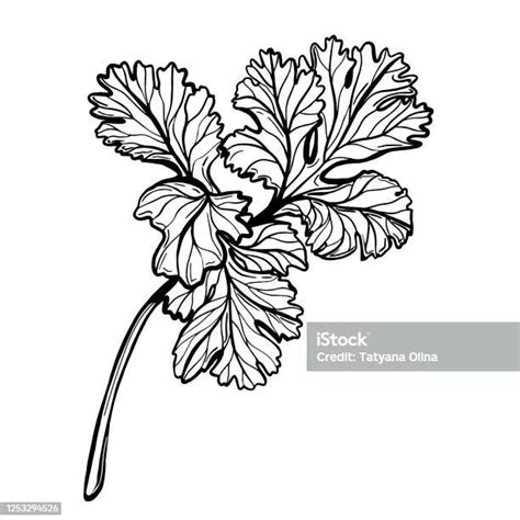 흰색 배경에 고립 된 파슬리의 잔가지 파슬리는 건강한 식단을 위한 허브입니다 매운 향기로운 향신료 손으로 그린 벡터 일러스트레이션 건강한 식생활에 대한 스톡 벡터 아트 및