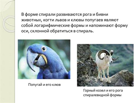 Числа Фибоначчи презентация онлайн