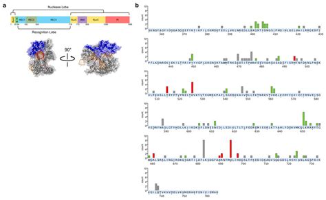 Yeast Screening For High Specificity Spcas9 Variants A Top Panel Download Scientific Diagram