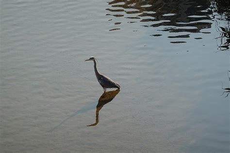 [20230514]안양 학의천 왜가리의 날개짓 학운교에서 보다