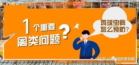 禽类鸡球虫预防的最佳时期和应对措施 知乎