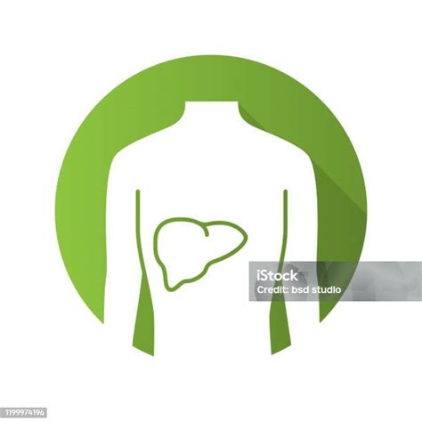 건강 한 간 플랫 디자인 긴 그림자 문 합 아이콘입니다 건강에 좋은 인간의 기관 사람들의 웰빙 기능 소화 선 건강에 좋은 위장관 벡터 실루엣 일러스트레이션 간 내부 기관에